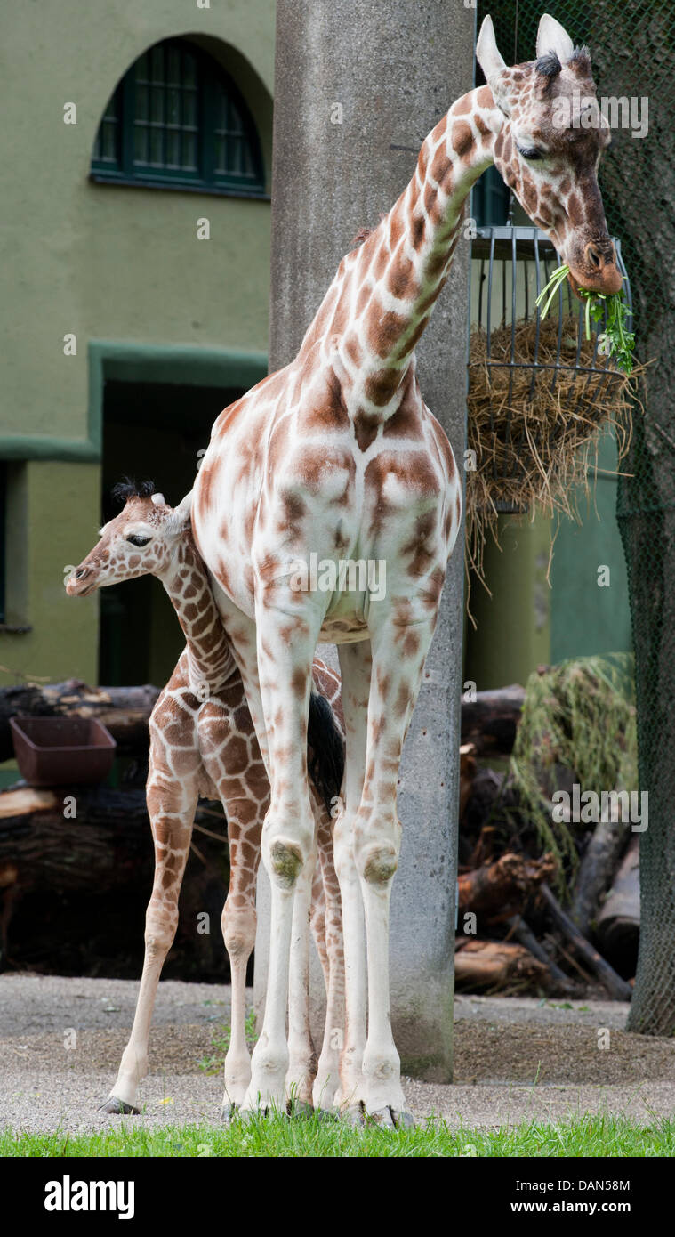 Twelve-week old female giraffe Limber hides behind her mother Kabonga ...