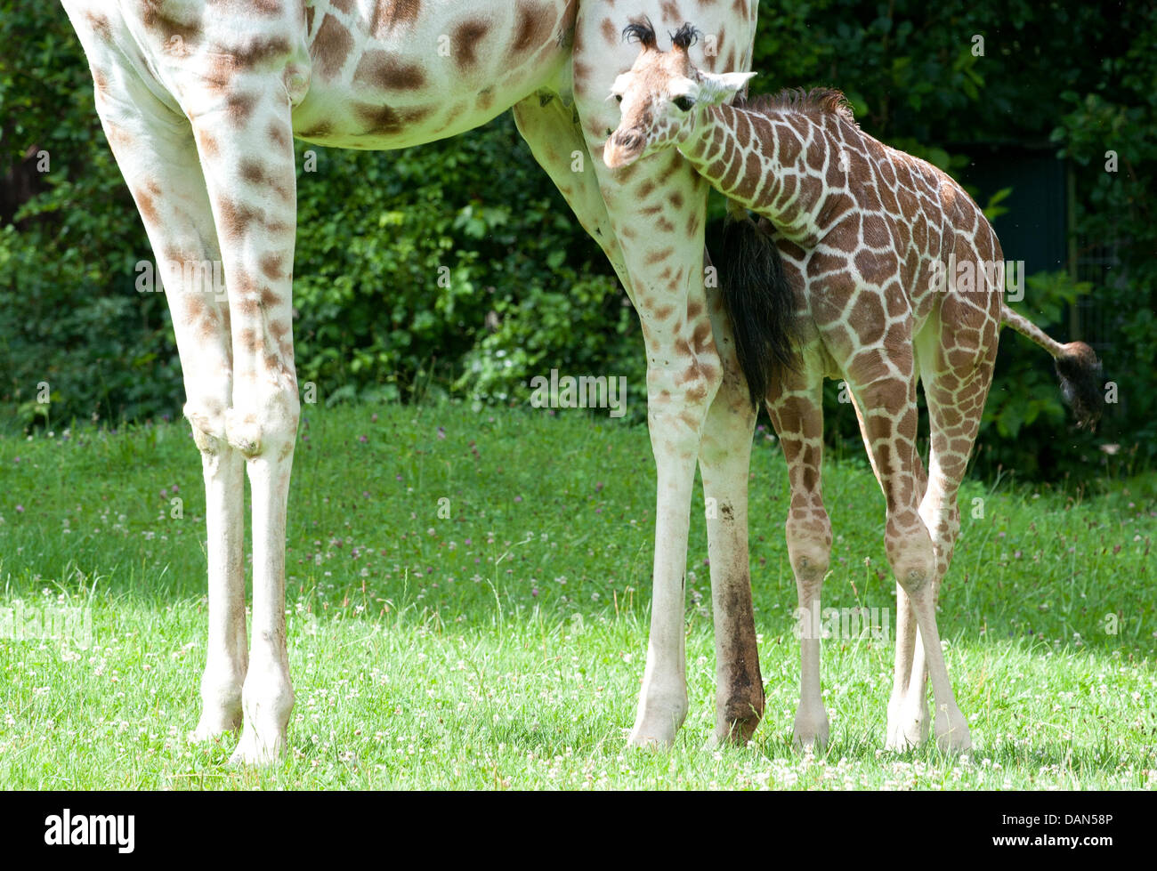 Twelve-week old female giraffe Limber hides behind her mother Kabonga ...