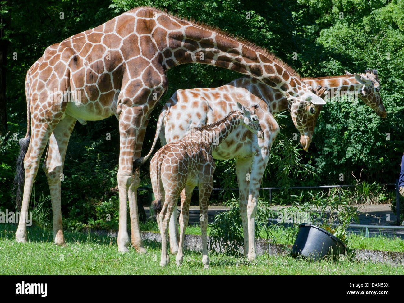 Father giraffe Togo (L), mother Kabonga and their 12-week old female ...