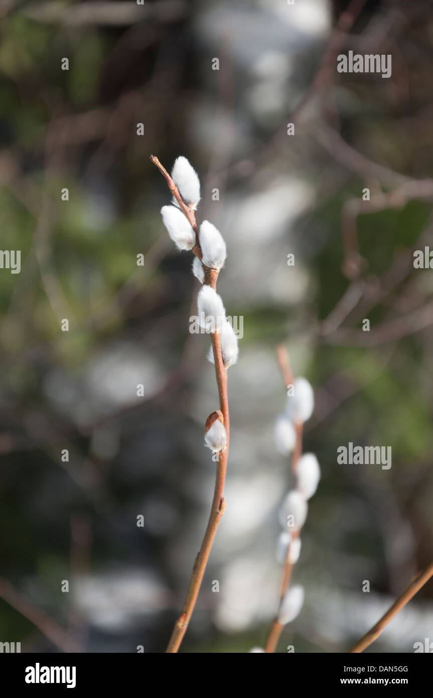 pussy willows in spring Roismala Finland Stock Photo - Alamy