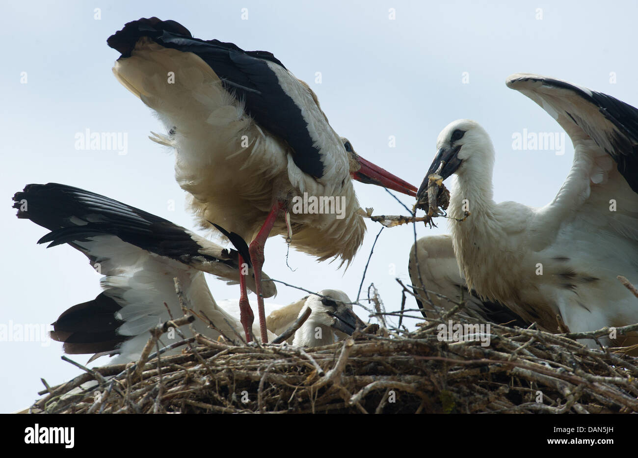 Stork Hans (C) feeds his offsprings in a nest in Hohenwutzen, Germany ...