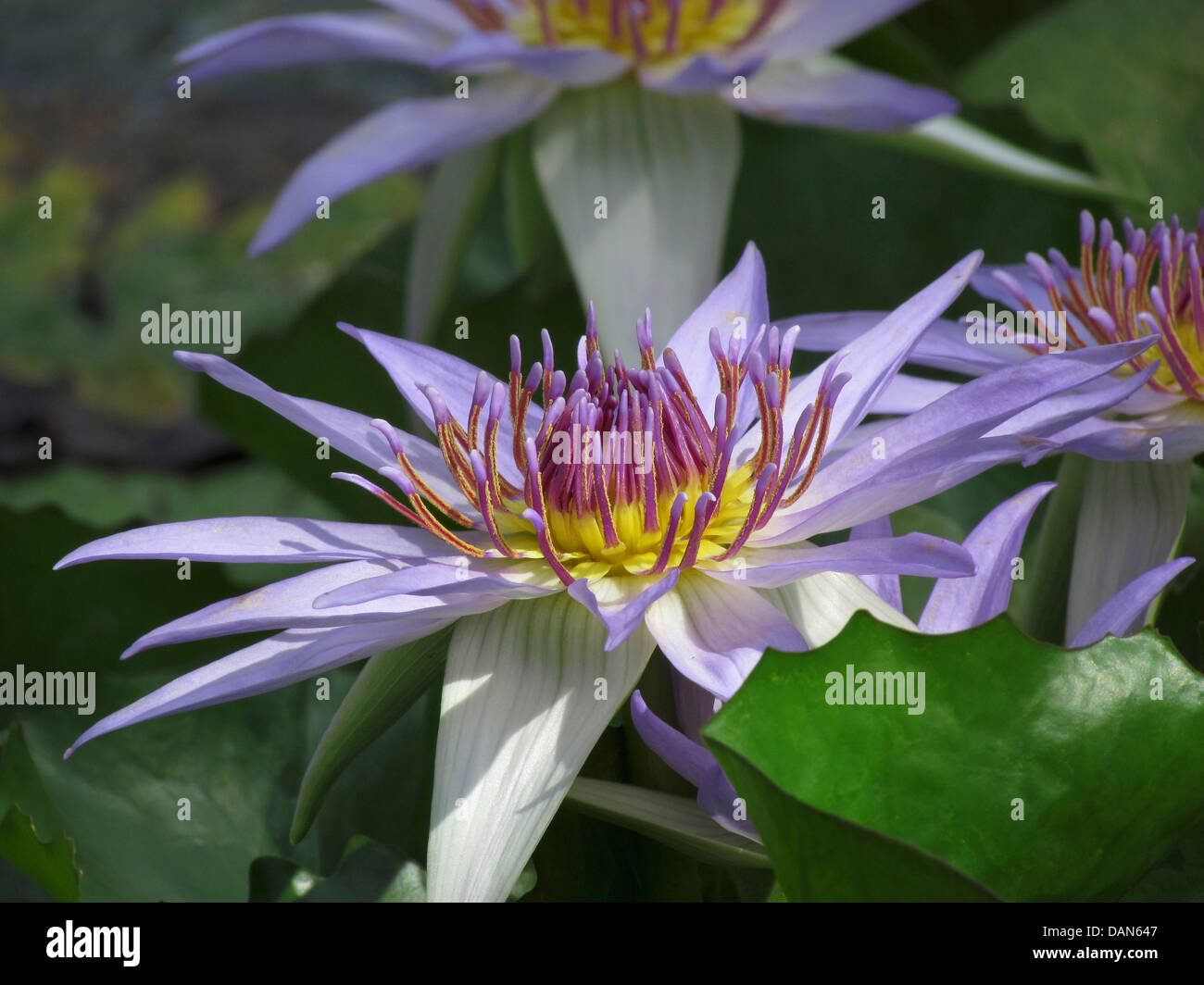 colorata blue, nymphaea colorata Stock Photo - Alamy