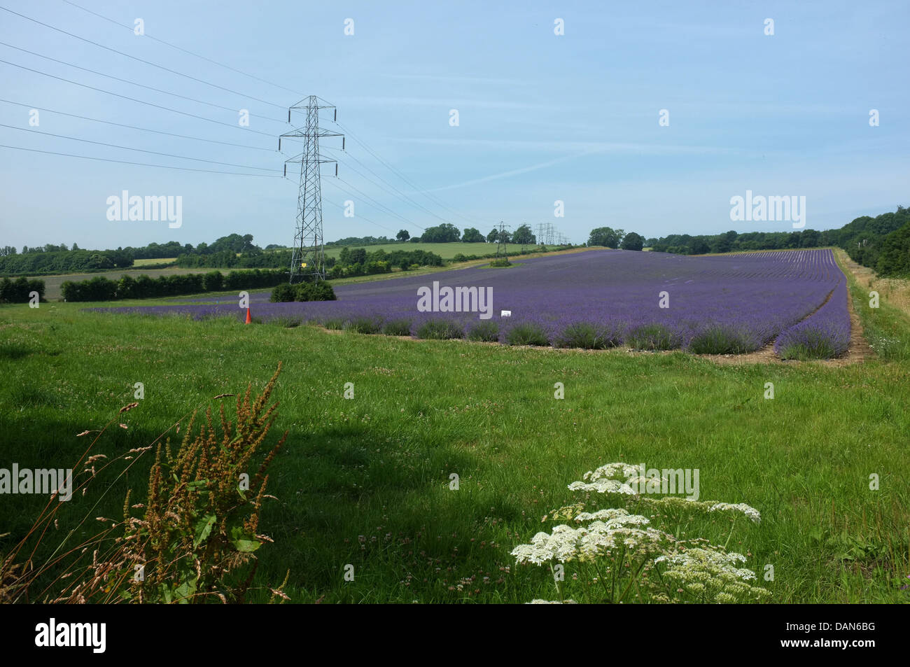 lavender field lullingstone country park kent uk 2013 Stock Photo - Alamy