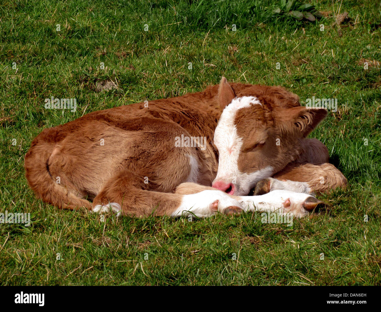 Sleeping cow on grass hi-res stock photography and images - Alamy