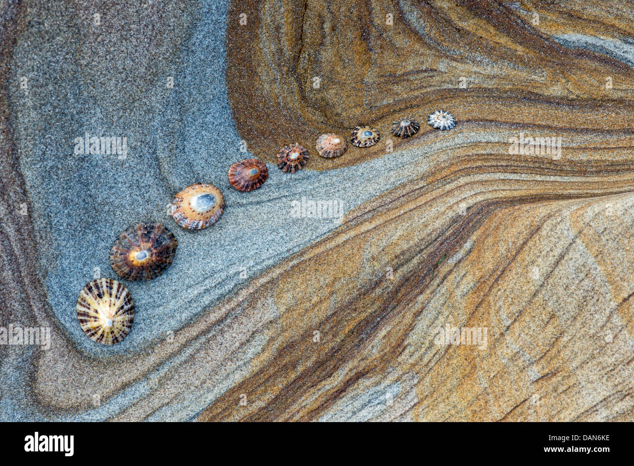 Limpet shells on sandstone rock strata pattern. Northumberland ...