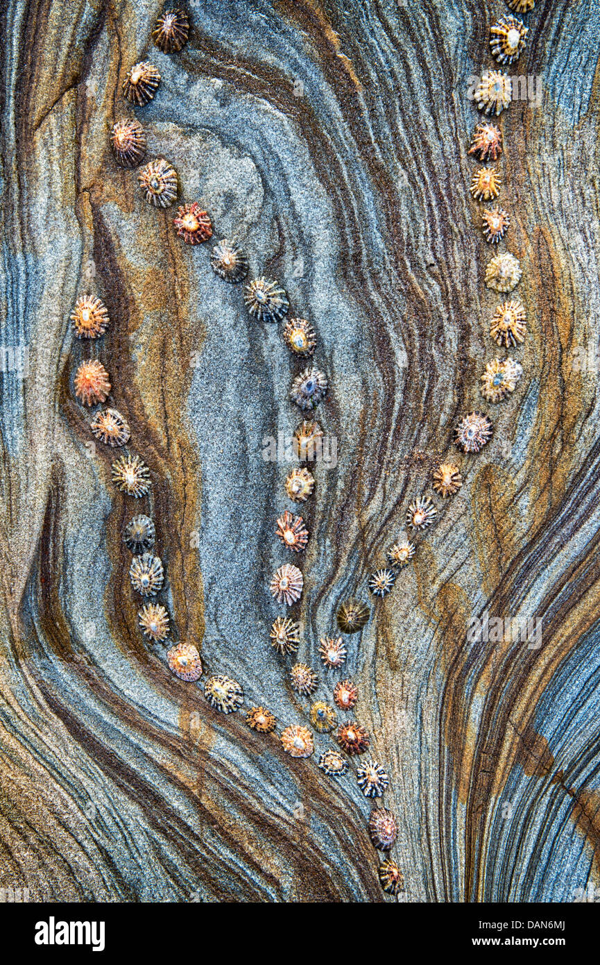 Limpet shell color hi-res stock photography and images - Alamy