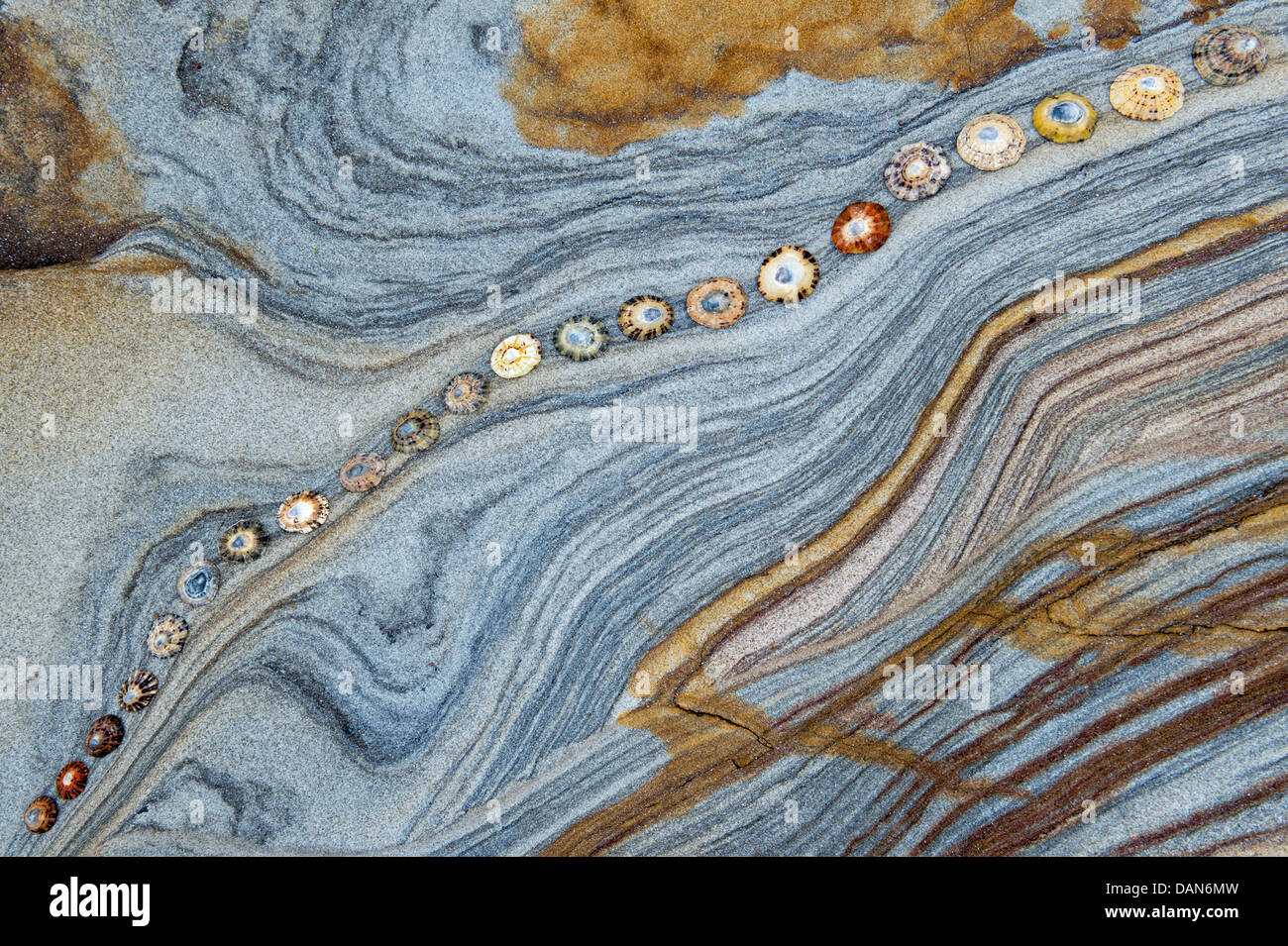 Limpet shells on sandstone rock strata pattern. Northumberland ...