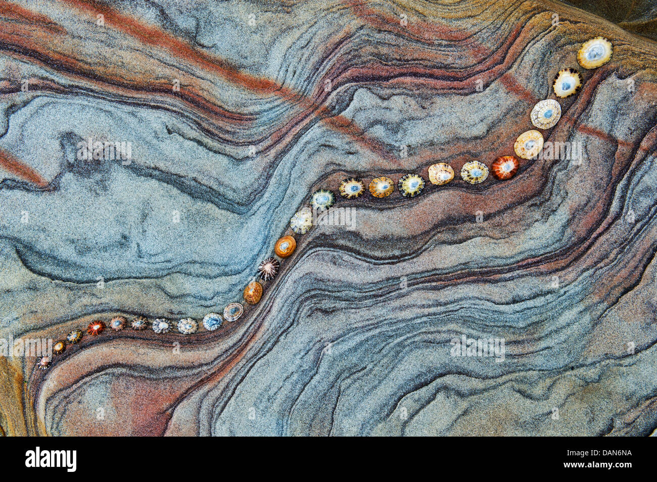 Limpet shells on sandstone rock strata pattern. Northumberland ...