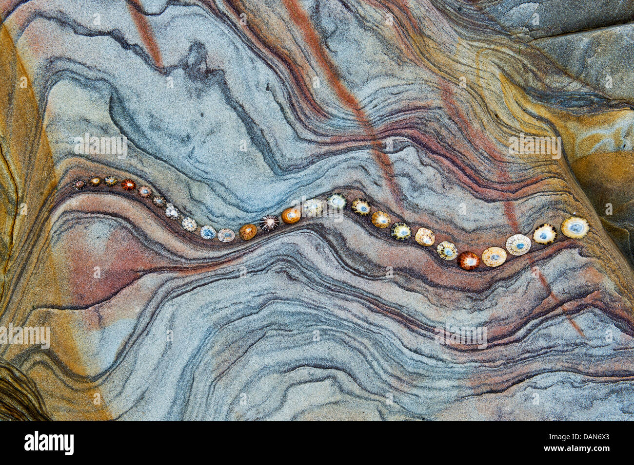 Limpet shells on sandstone rock strata pattern. Northumberland ...