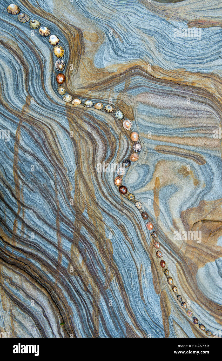 Limpet shells on sandstone rock strata pattern. Northumberland ...