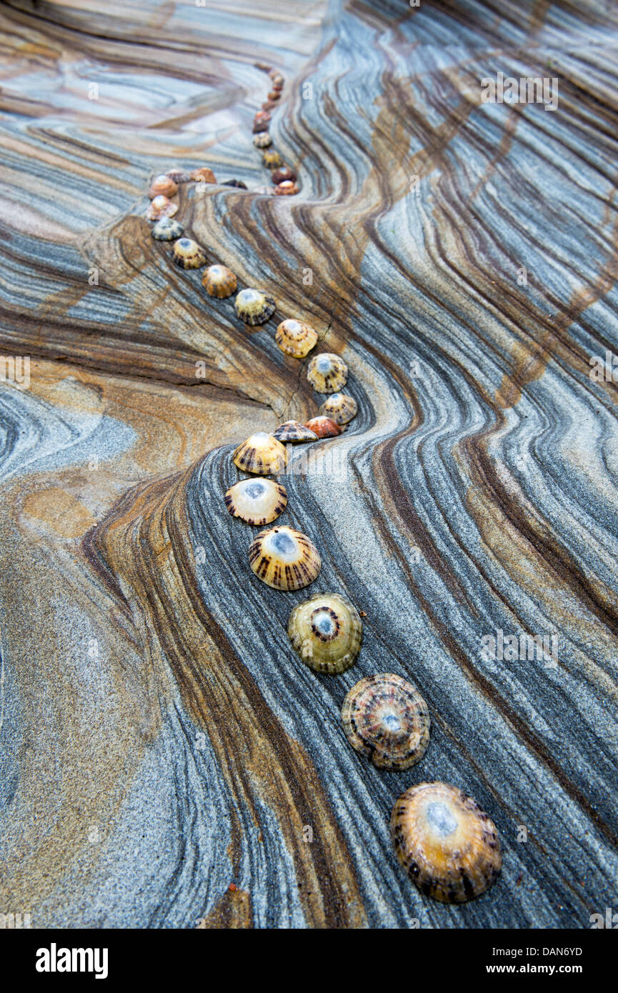 Limpet shells on sandstone rock strata pattern. Northumberland ...