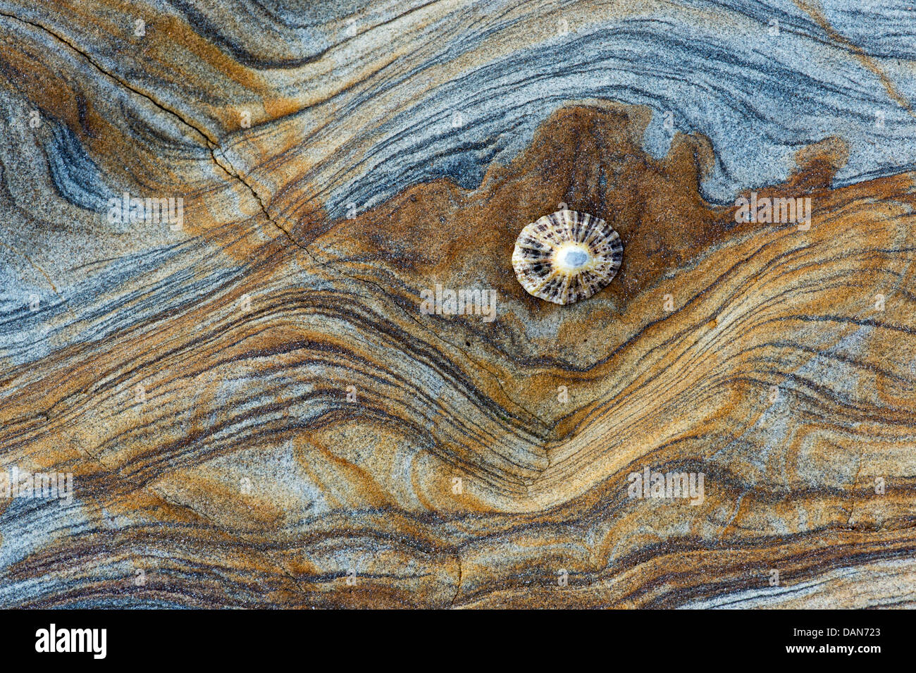 Limpet shell hi-res stock photography and images - Alamy