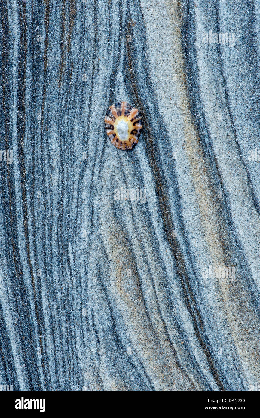 Limpet shell on sandstone rock strata pattern. Northumberland Coastline ...