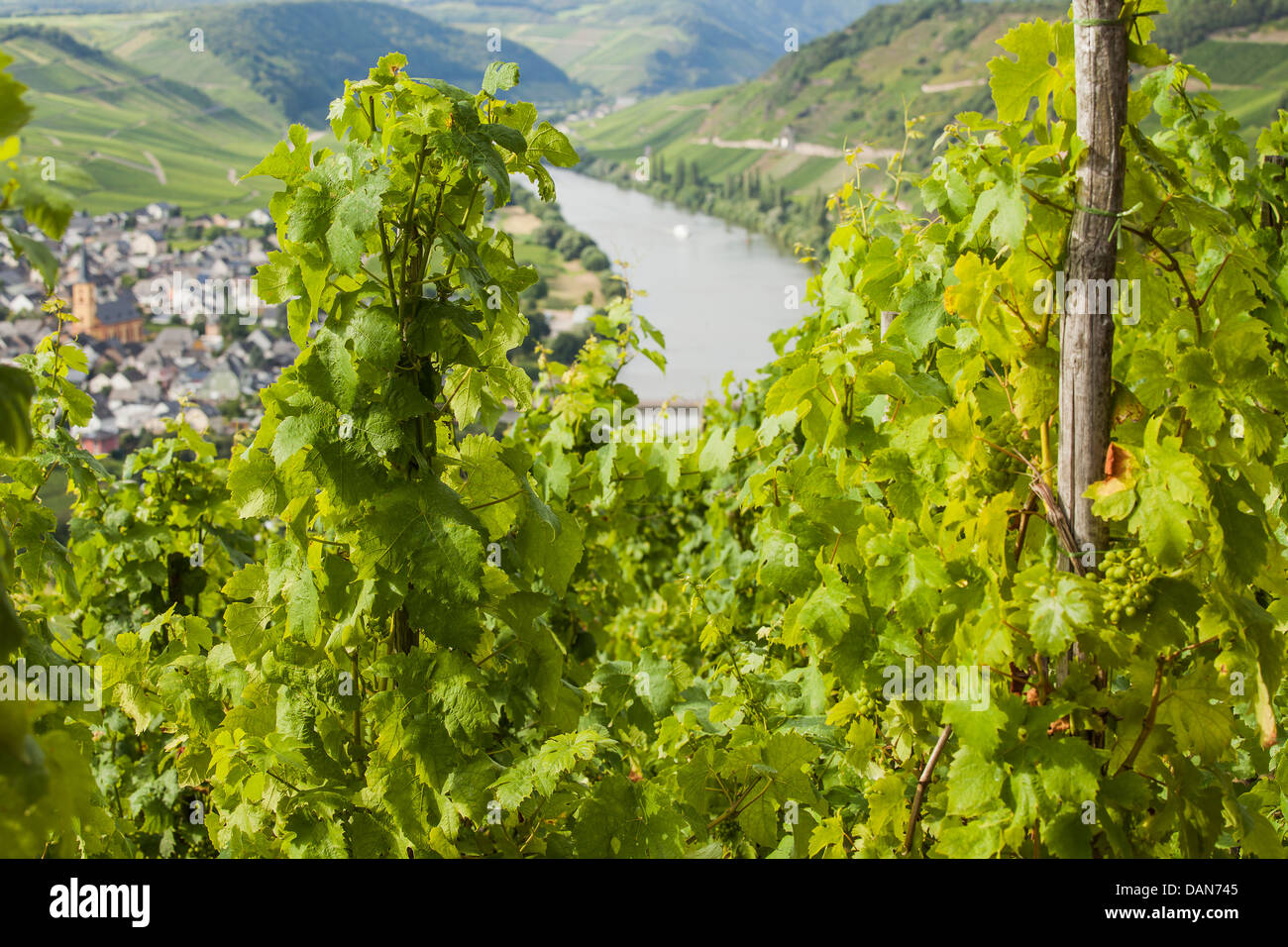 Famous Mosel vineyard with view on river Mosel in background Stock ...