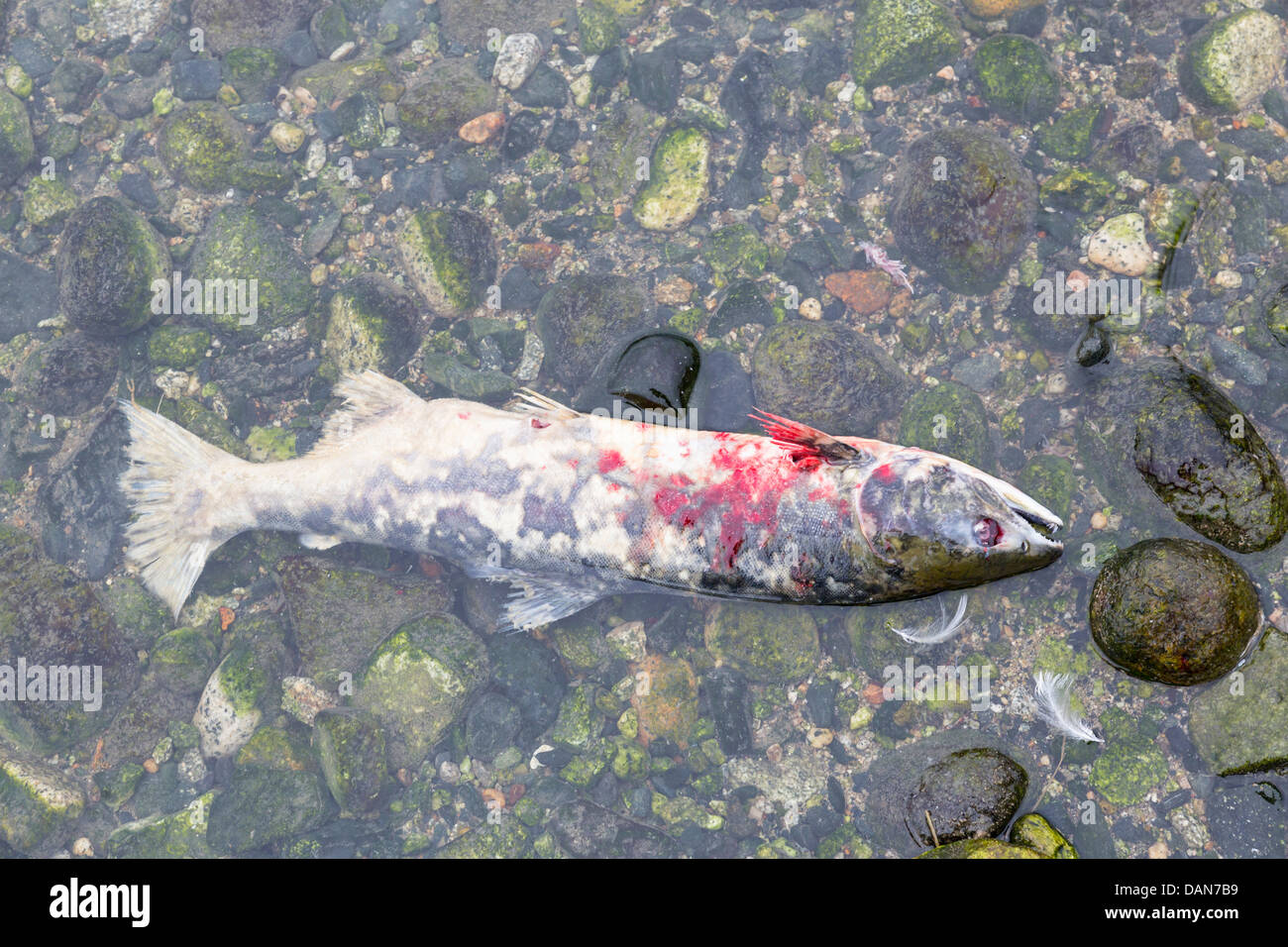 Dead Salmon High Resolution Stock Photography and Images - Alamy