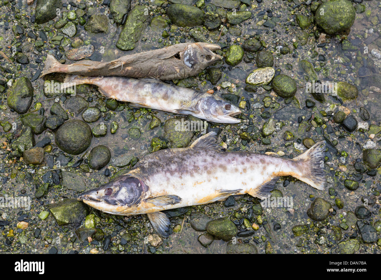 Salmon river lake hi-res stock photography and images - Alamy