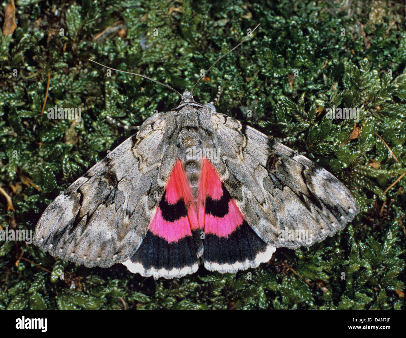 rosy underwing, catocala electa Stock Photo - Alamy