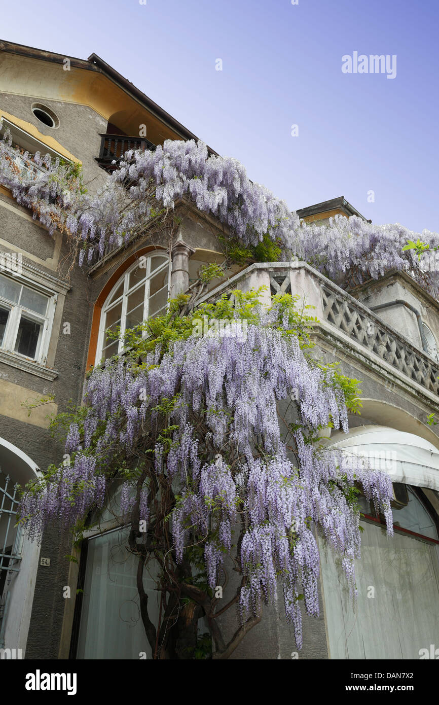 Manor House of Merano with wisteria in bloom,South Tyrol Stock Photo ...