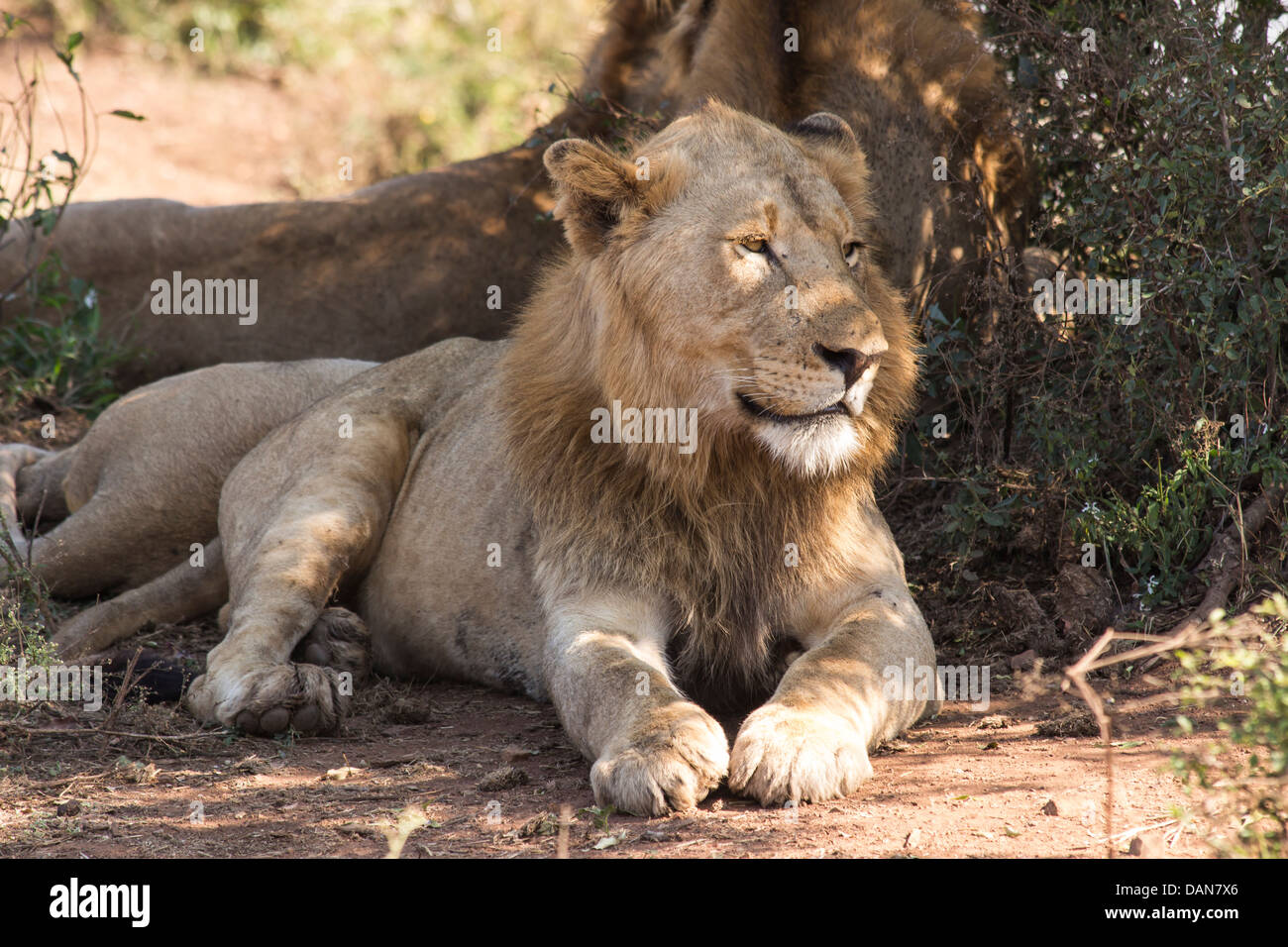 A young male lion lazing in the shade with two other male lions in the ...