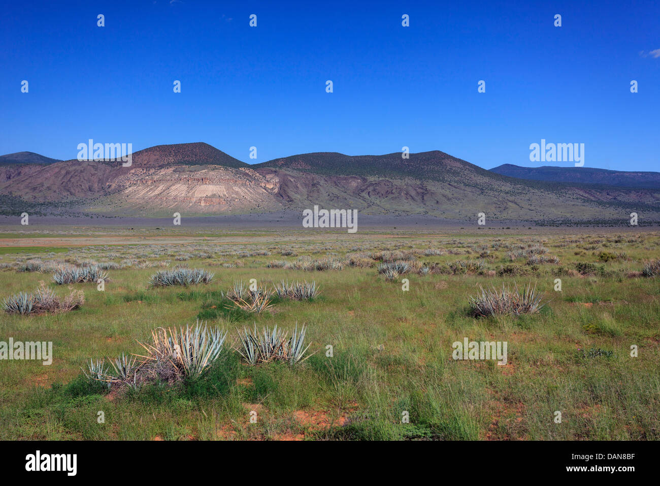 USA, Arizona, Grand Canyon Parashant National Monument (North Rim Stock ...