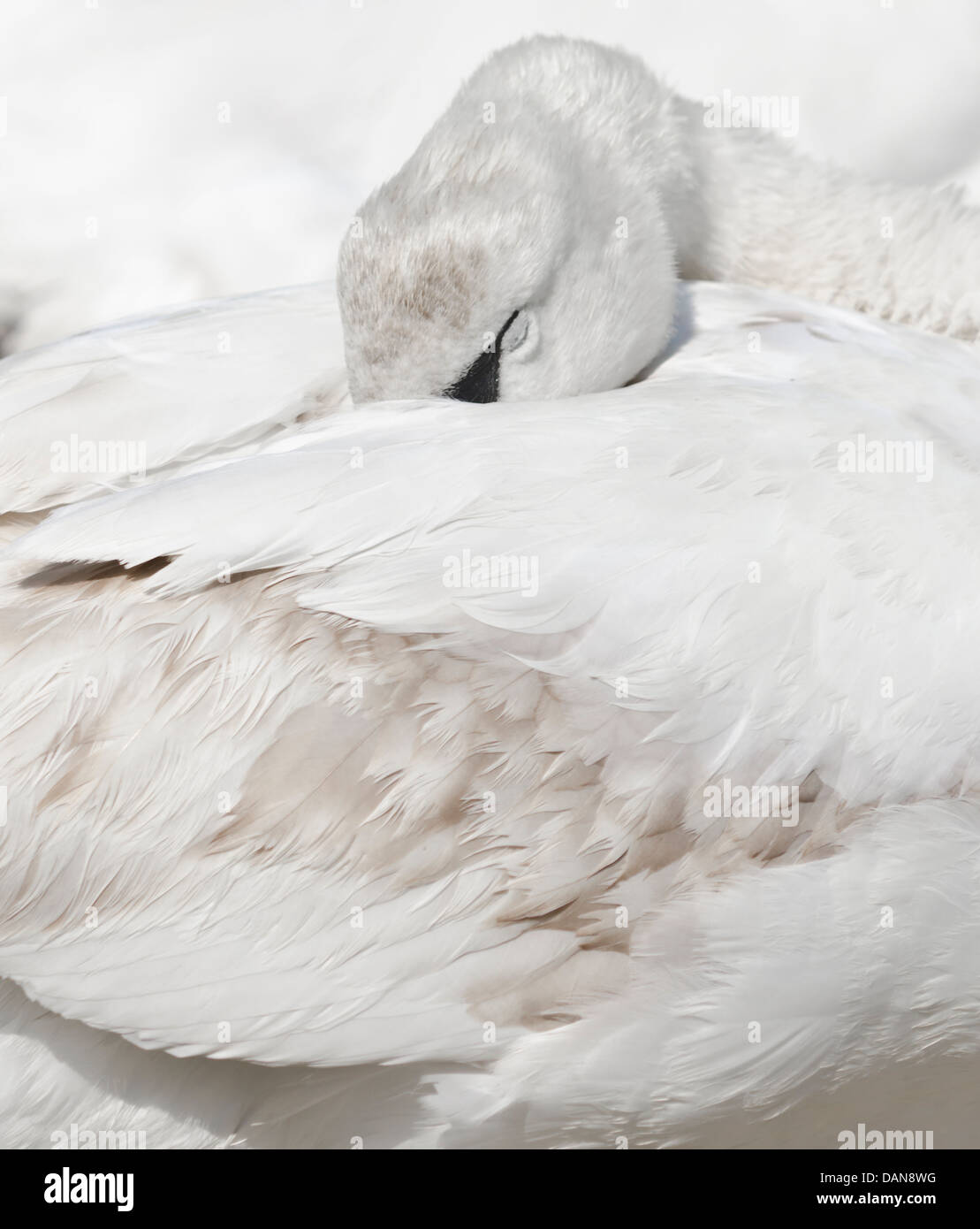 signet swan sleeping Stock Photo - Alamy