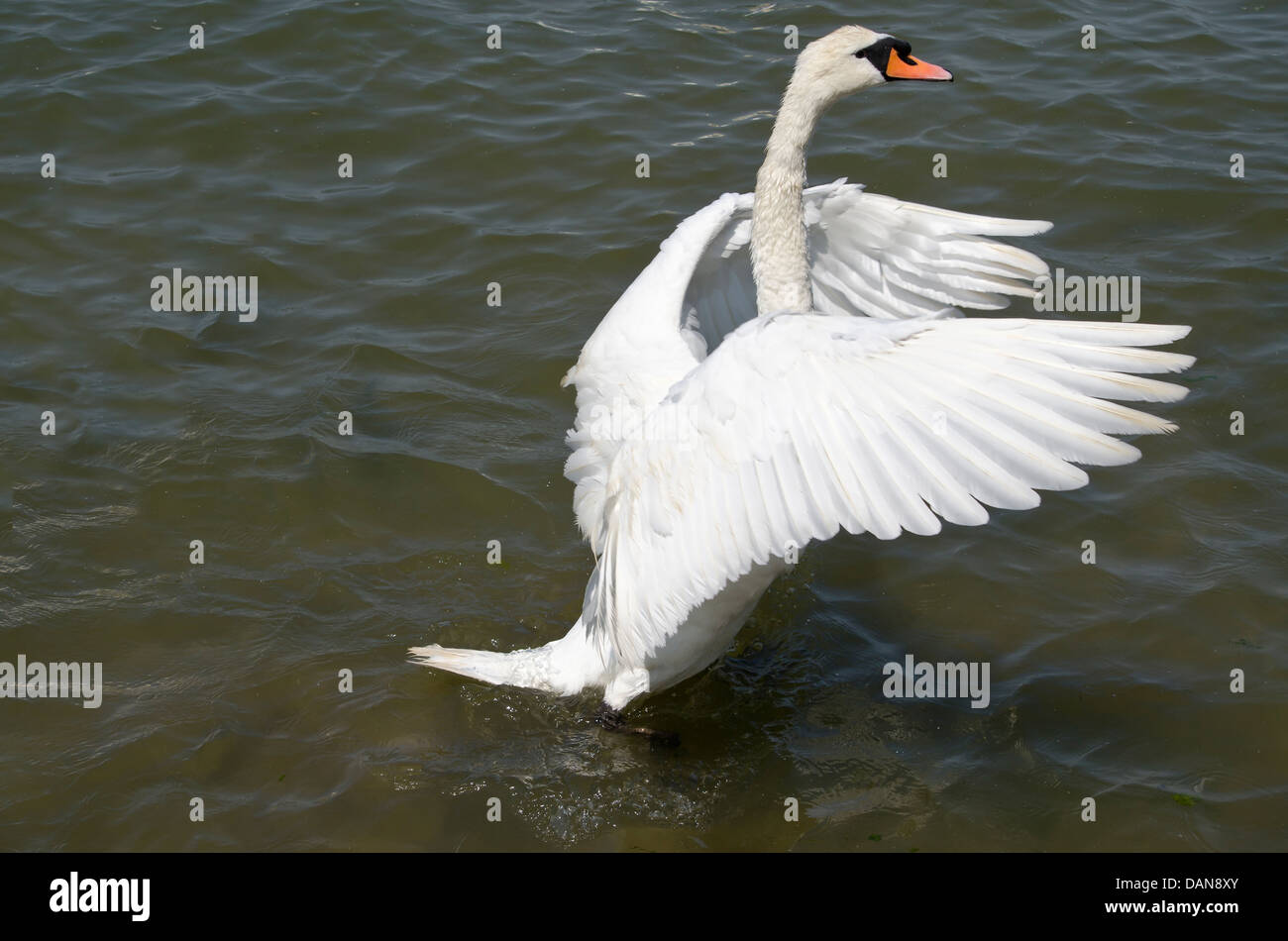 Swan flapping its wings Stock Photo - Alamy