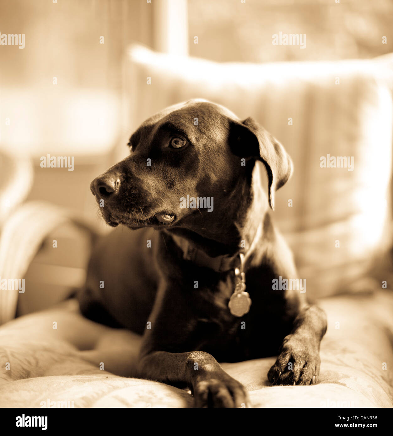 Cute lab hi-res stock photography and images - Alamy
