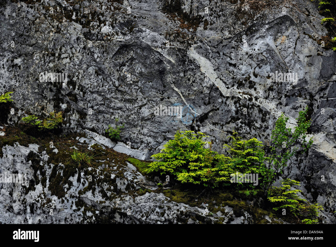Spruce trees on a rock cut near Hwy 16 between Prince Rupert and ...
