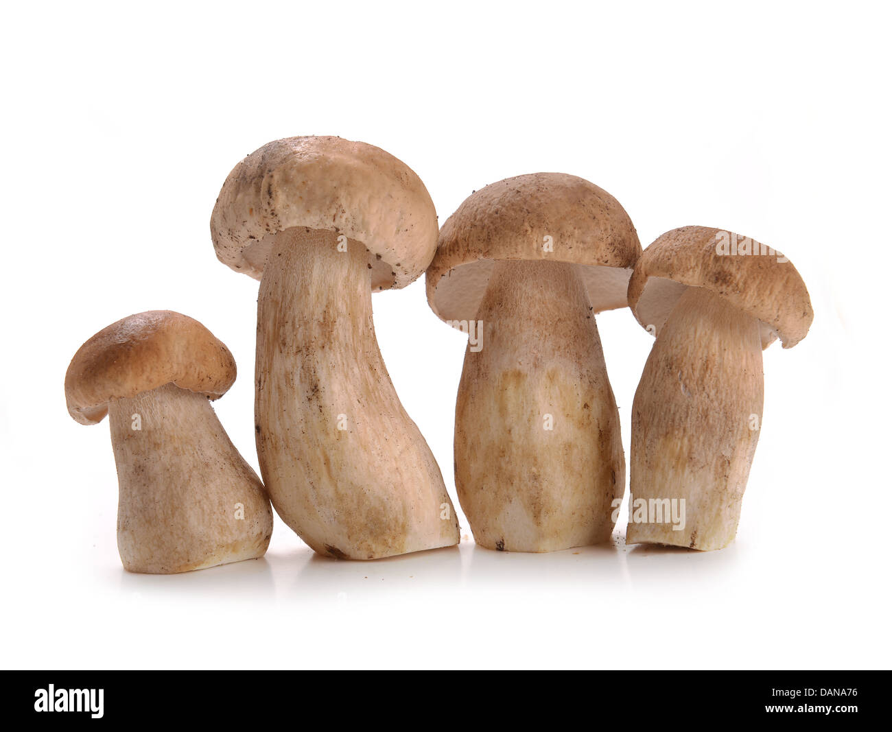 ceps mushrooms on a white background Stock Photo - Alamy