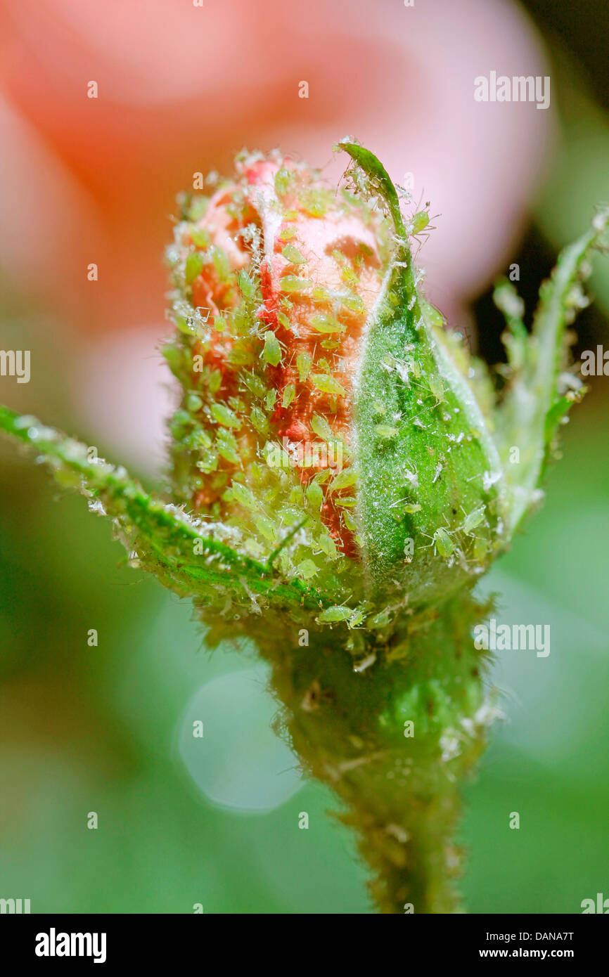 Aphids on rose bud Stock Photo - Alamy