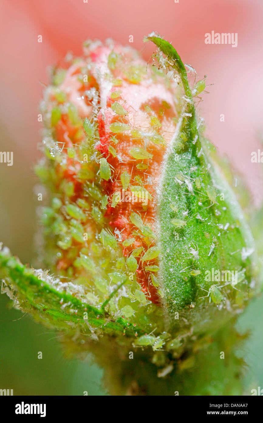 Aphids on rose bud Stock Photo - Alamy