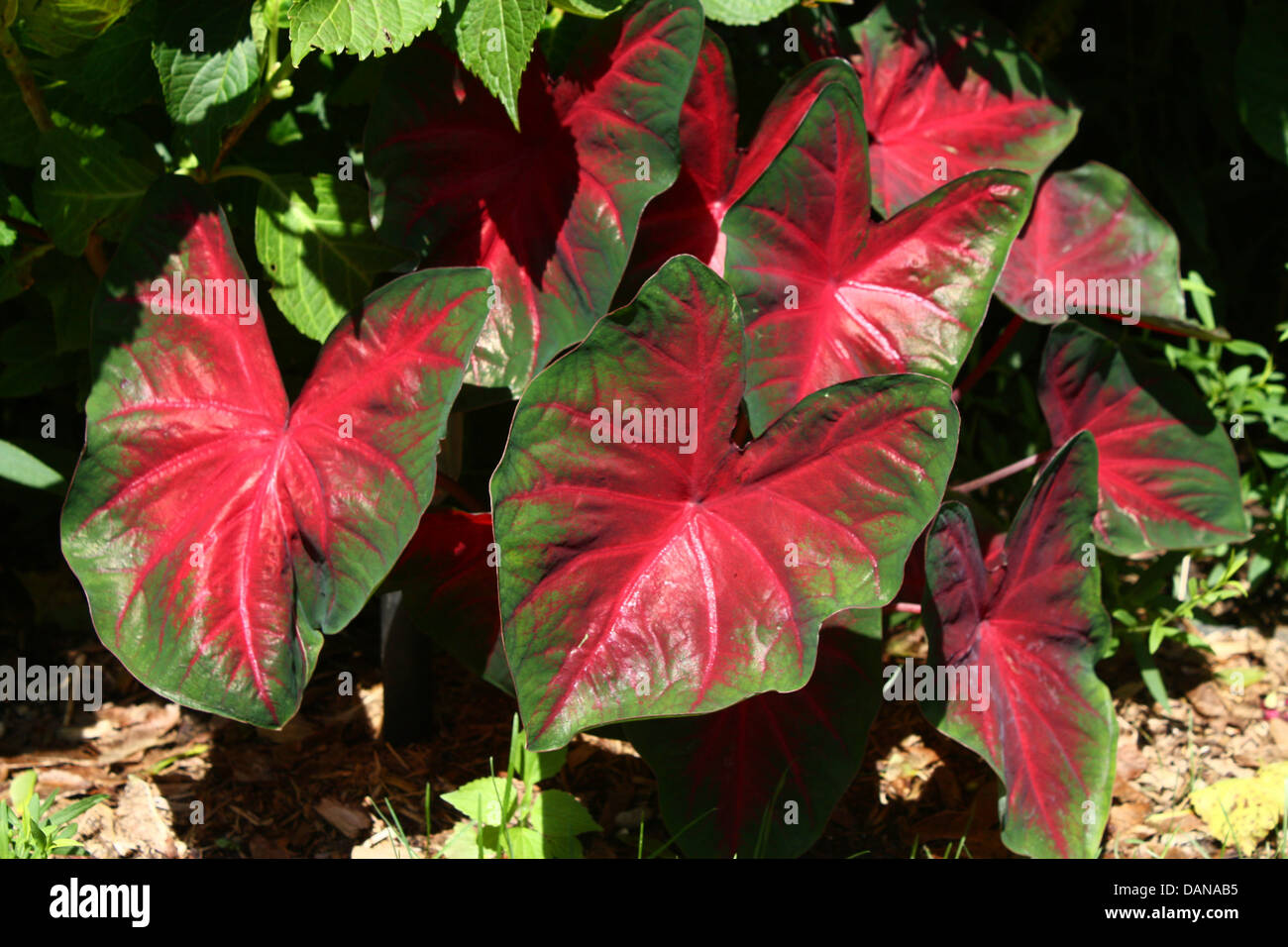 Caladium plant flower hi-res stock photography and images - Alamy