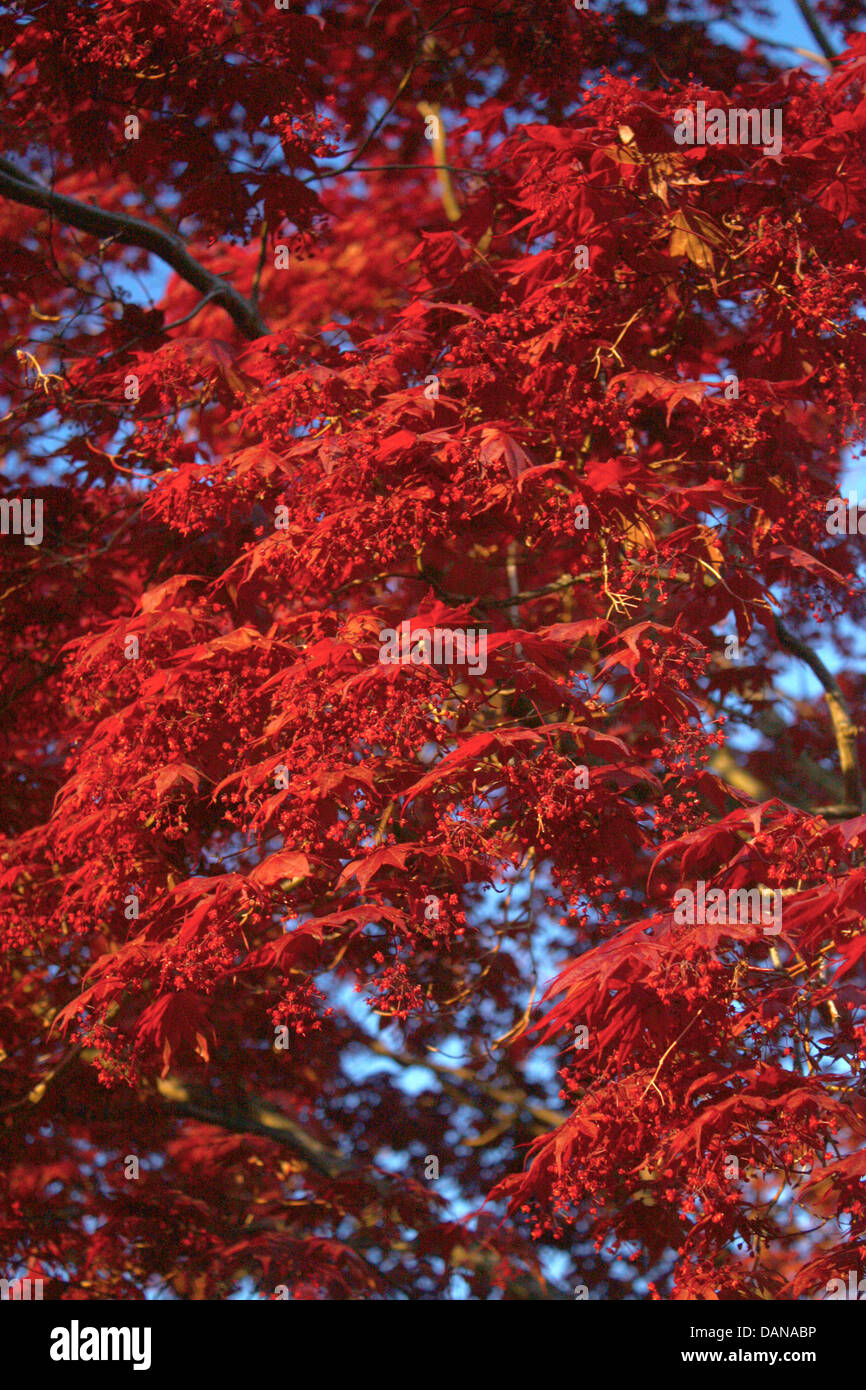Red Maple Leaves Stock Photo - Alamy