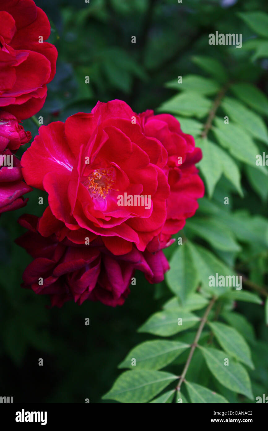 Red Red Rose Stock Photo - Alamy