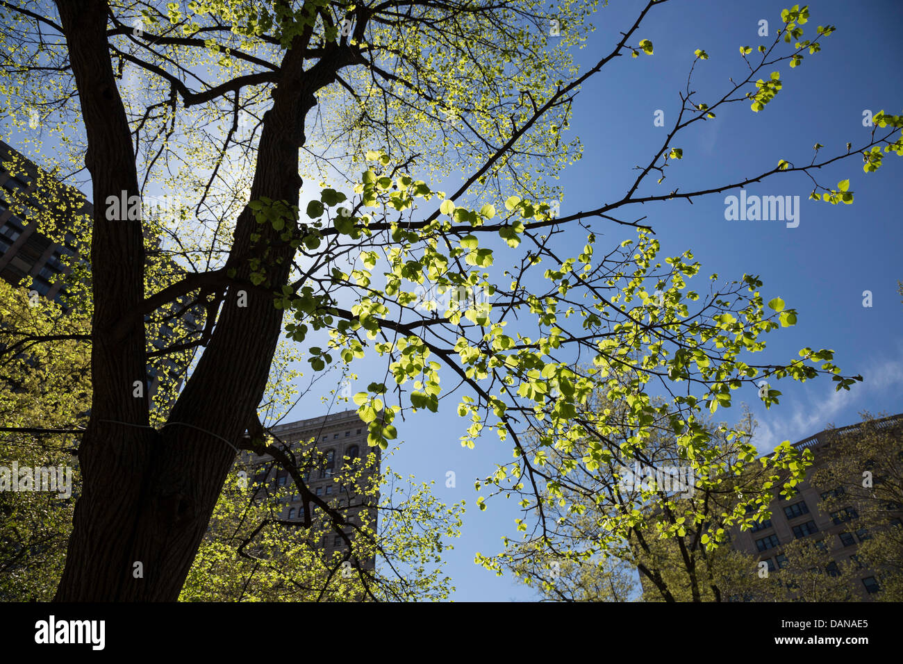 Backlit Tree in Springtime, NYC, USA Stock Photo - Alamy