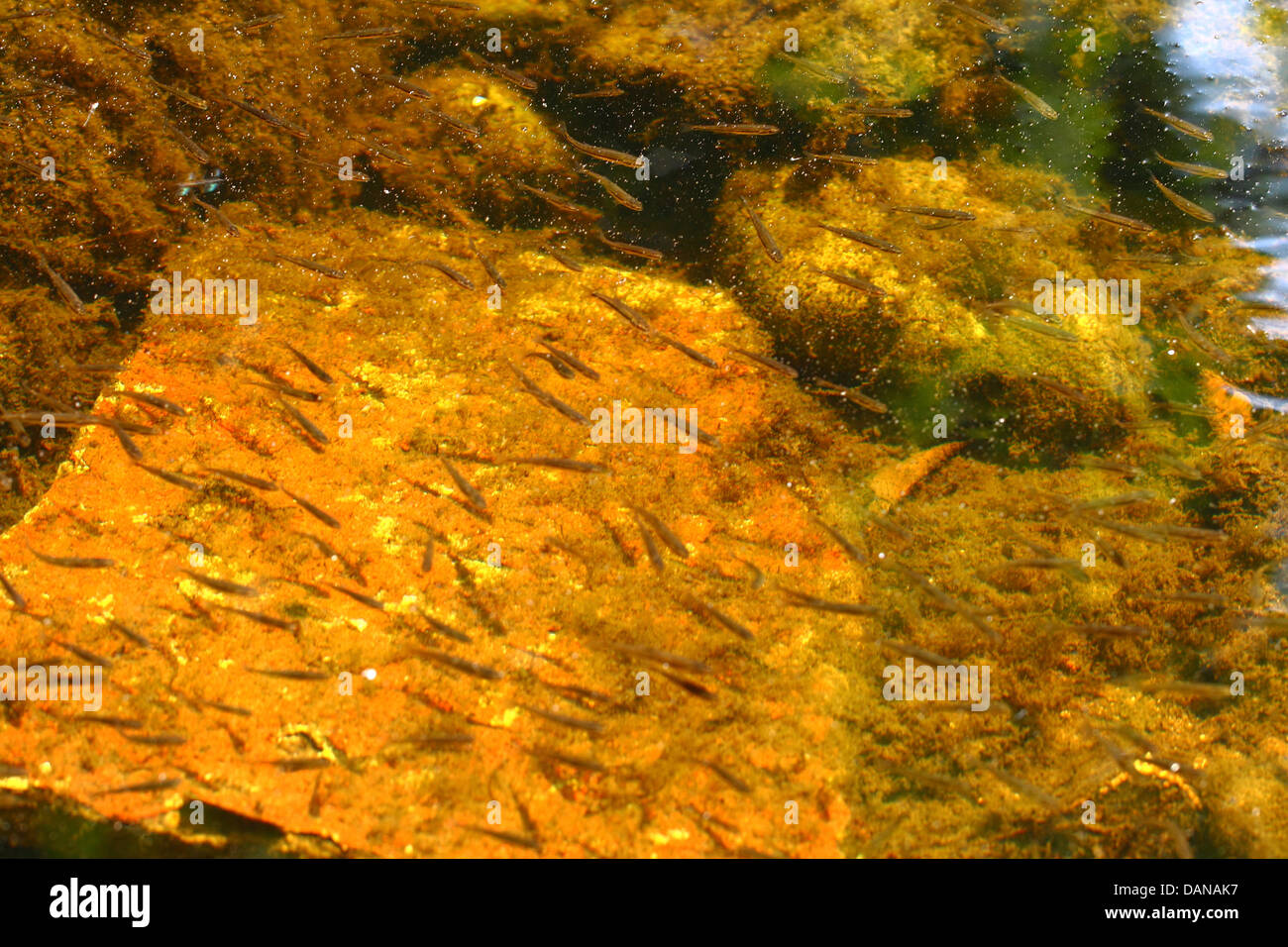 A shoal of young minnow fry swim close to the river bank in a low level ...