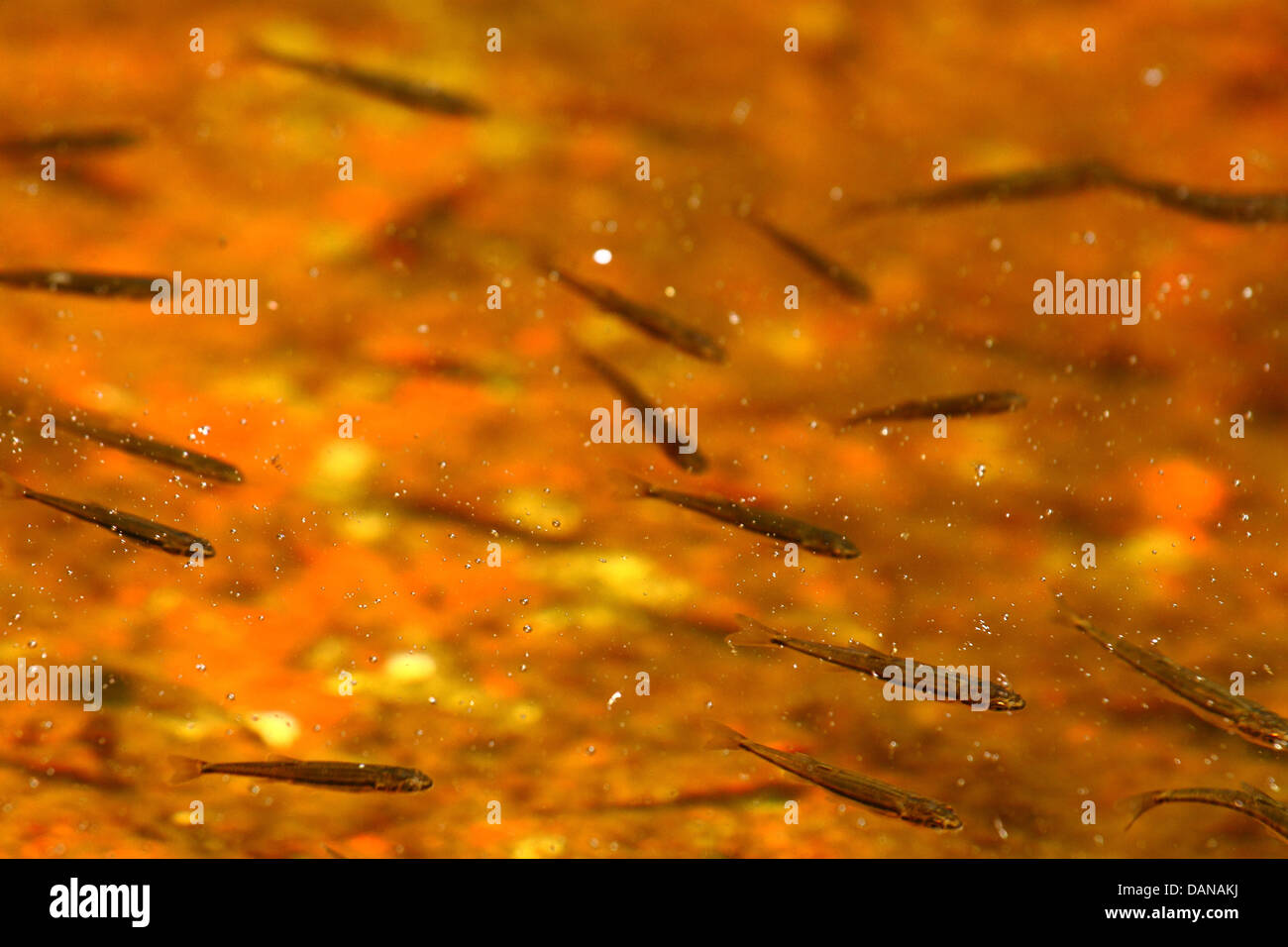 A shoal of young minnow fry swim close to the river bank in a low level ...