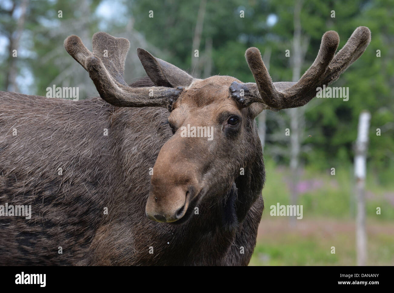 A moose stands in its enclosure at the Moose Park in Kosta, Sweden, 14 ...