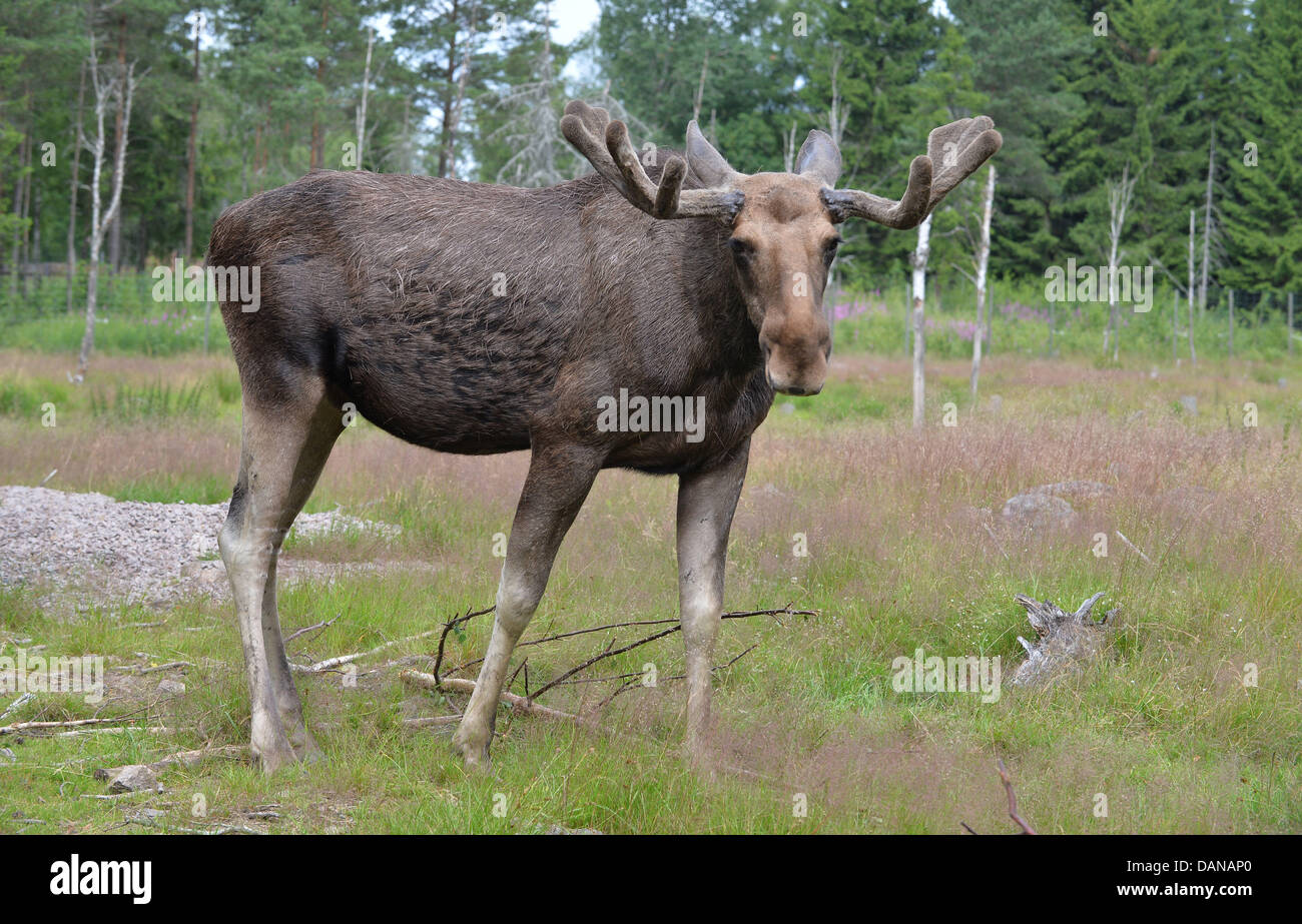 A moose stands in its enclosure at the Moose Park in Kosta, Sweden, 14 ...