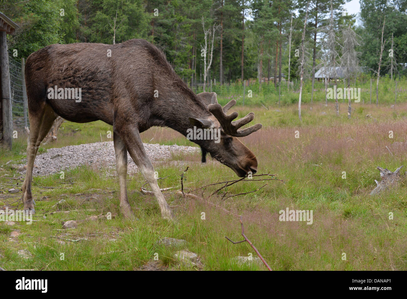 A moose stands in its enclosure at the Moose Park in Kosta, Sweden, 14 ...