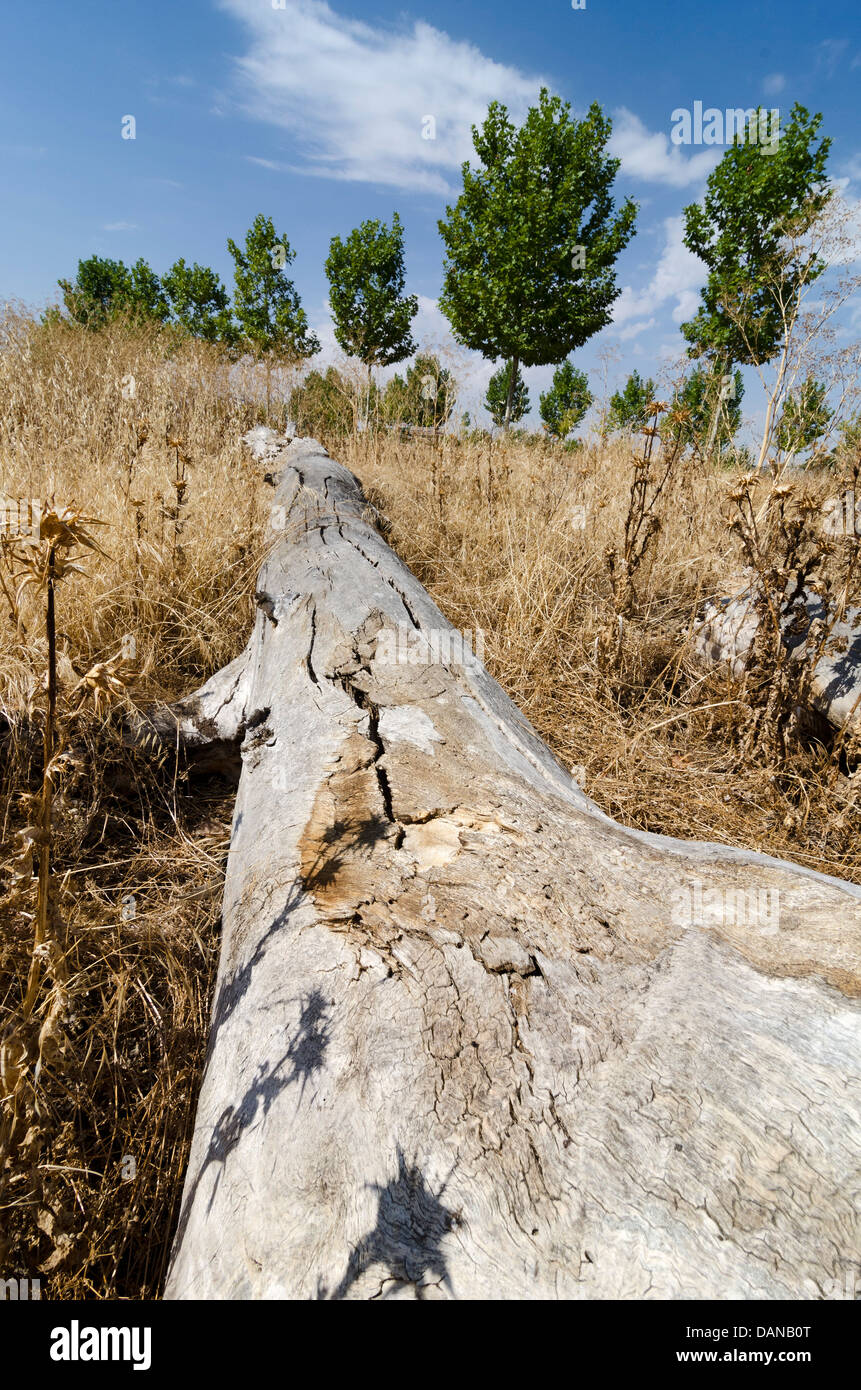 A fallen tree near the forest Stock Photo - Alamy