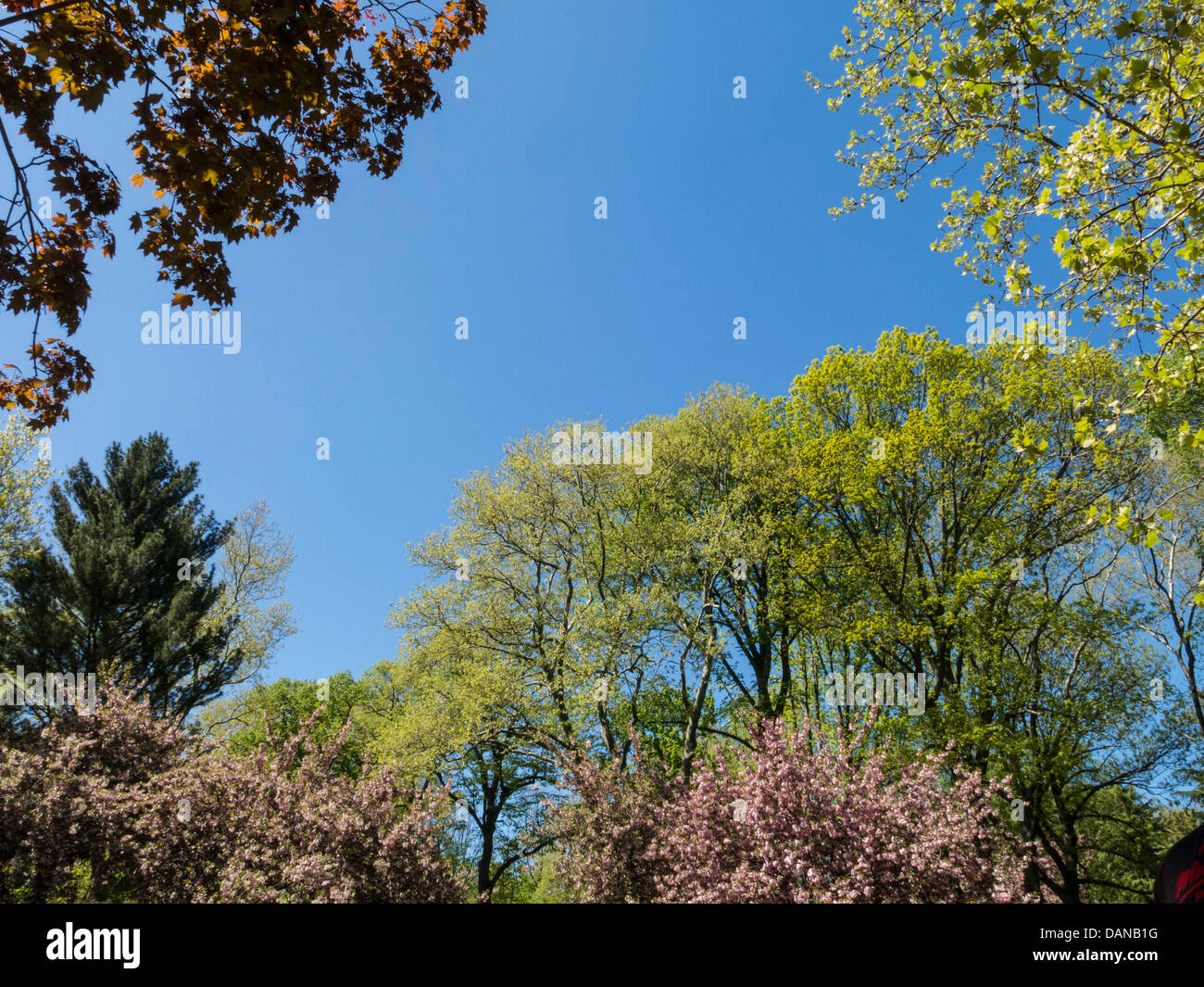 Springtime Trees and Blue Sky Stock Photo - Alamy