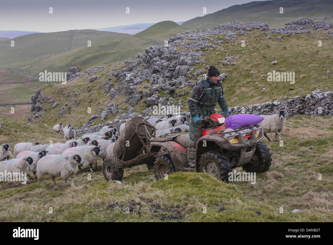 Swaledale Sheep Stock Photos & Swaledale Sheep Stock Images - Alamy