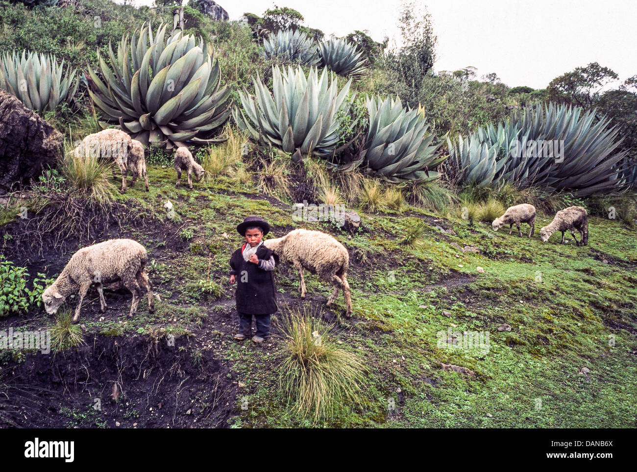 Tiny Quiche Mayan shepherd with his sheep in the Cuchumatanes Mountains ...