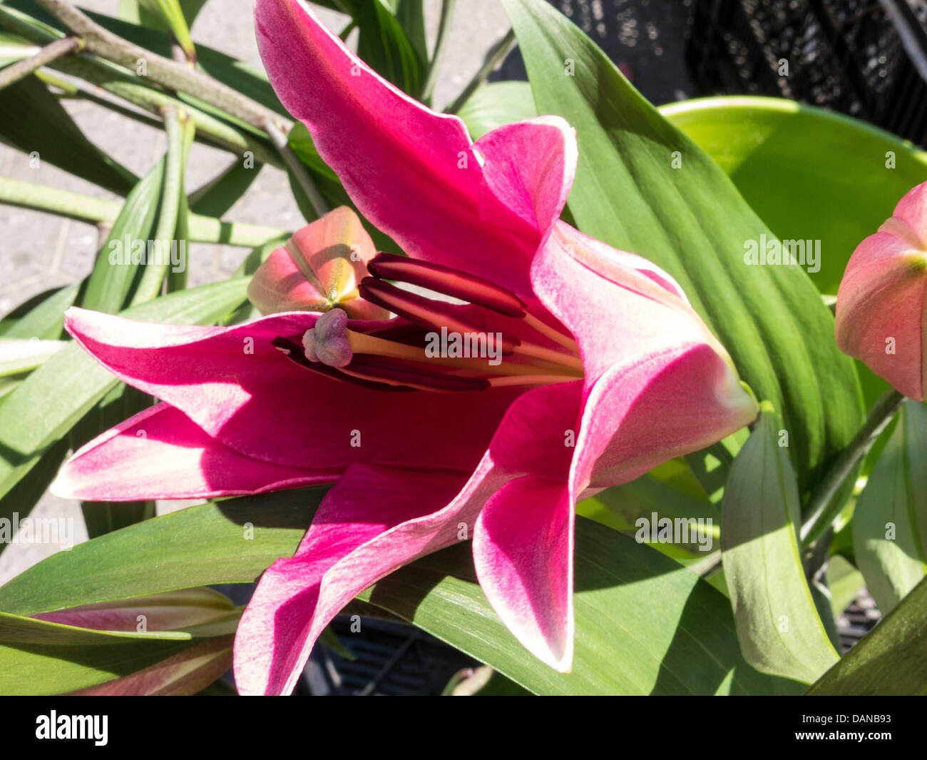 Stargazer Pink Lily Stock Photo - Alamy