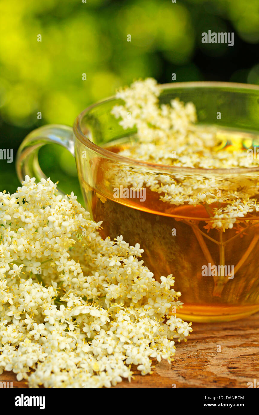 Elder flower infusion. Sambucus nigra Stock Photo - Alamy