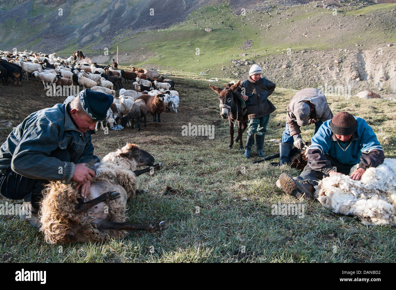 Sheep scissors hi-res stock photography and images - Alamy