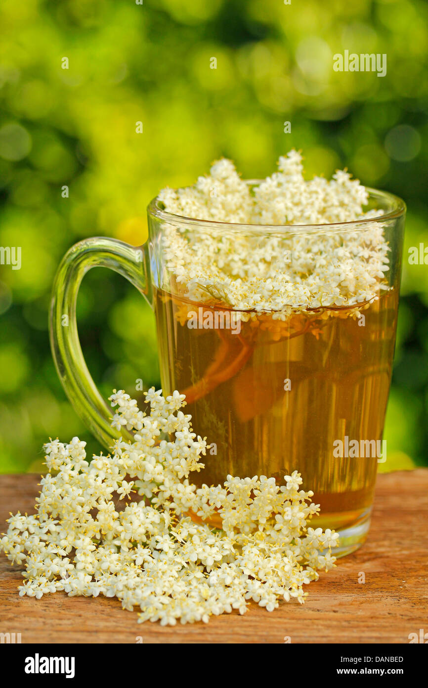 Elder flower infusion. Sambucus nigra Stock Photo - Alamy