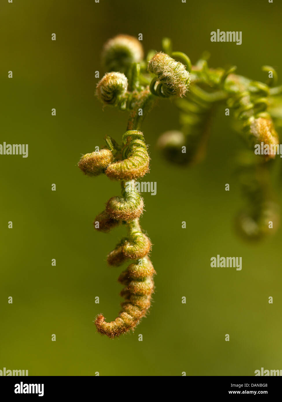 unrolling of newly formed fern frond (on green background) - circinate ...