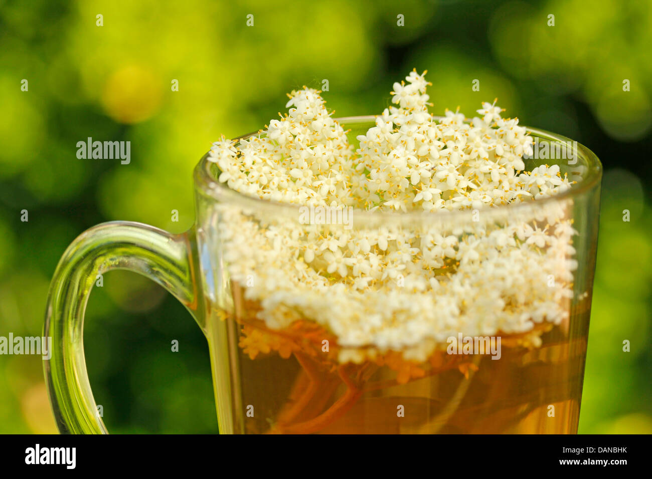Elder flower infusion. Sambucus nigra Stock Photo - Alamy
